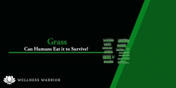 Can Humans Eat Grass to Survive? Is Grass Edible?