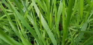 Can Humans Eat Grass to Survive? Is Grass Edible?