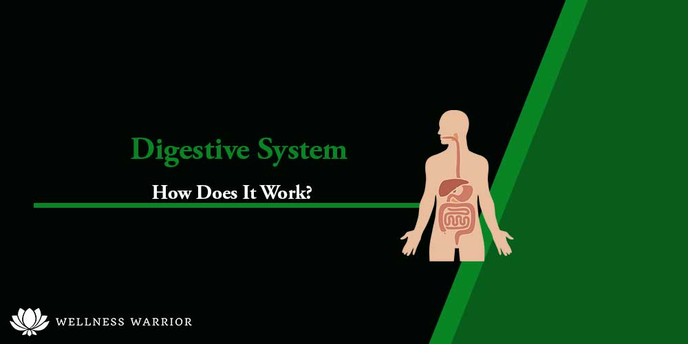 How Does The Digestive System Work?
